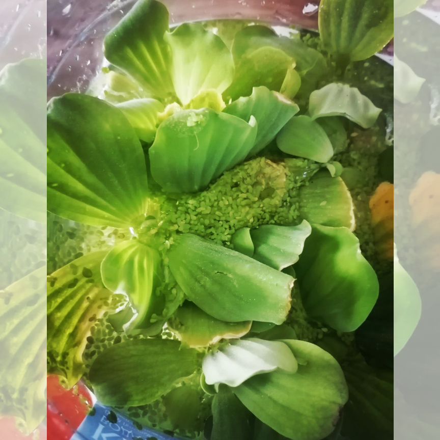 Растения пистия