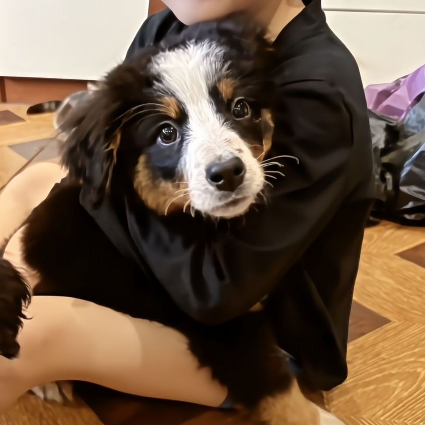 Бернский зенненхунд, щенок