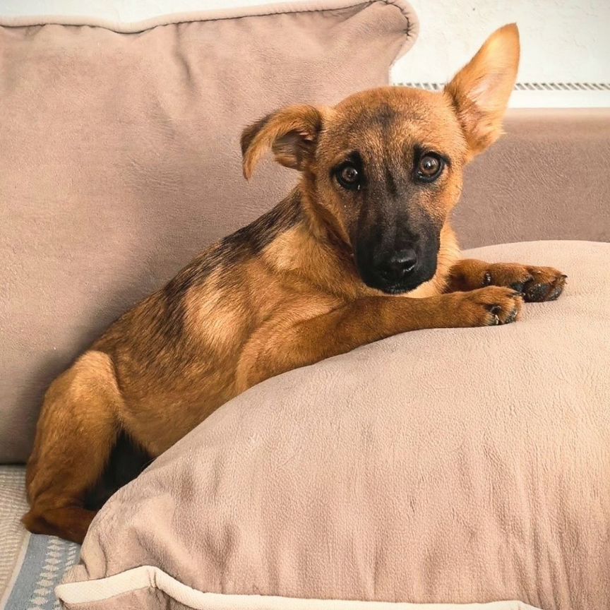 Щенок в добрые руки