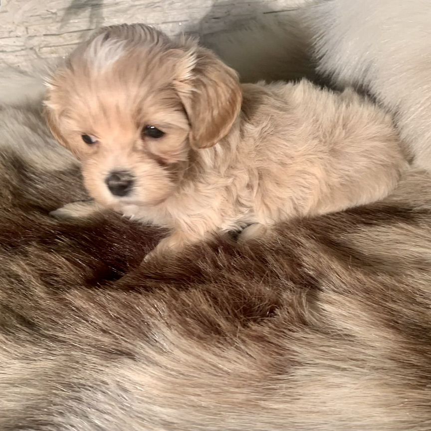 Щенки мальтипу f1