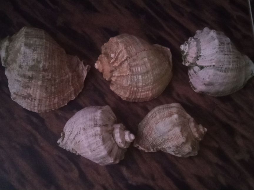 Морские ракушки для аквариума продам