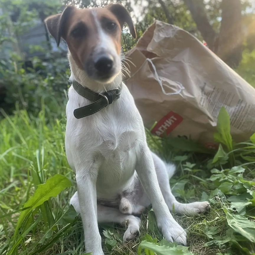 Фокстерьер, взрослый пёс