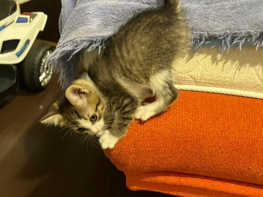 Котенок в дар 1,5 мес девочка привезу