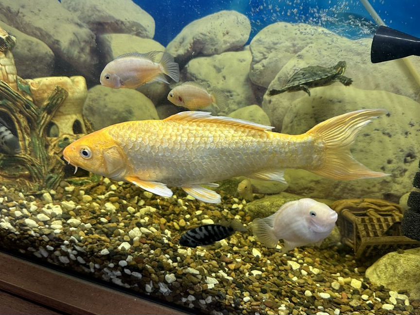 Рыба золотая карп китайский