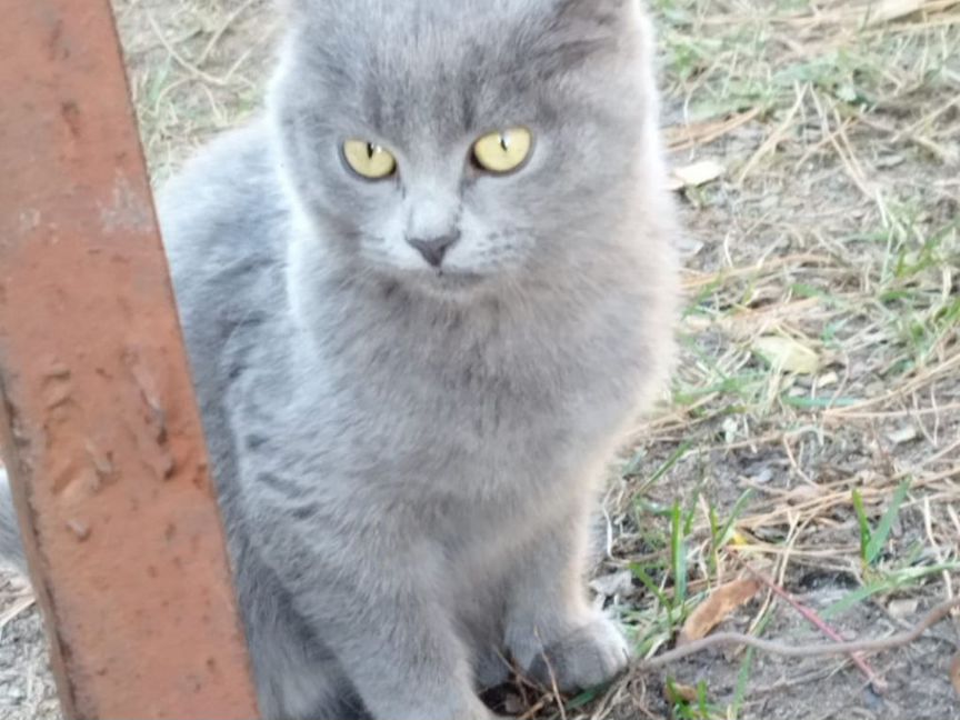 Котенок замерзает. Нужен временный дом