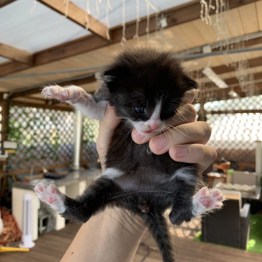 Котята в добрые руки