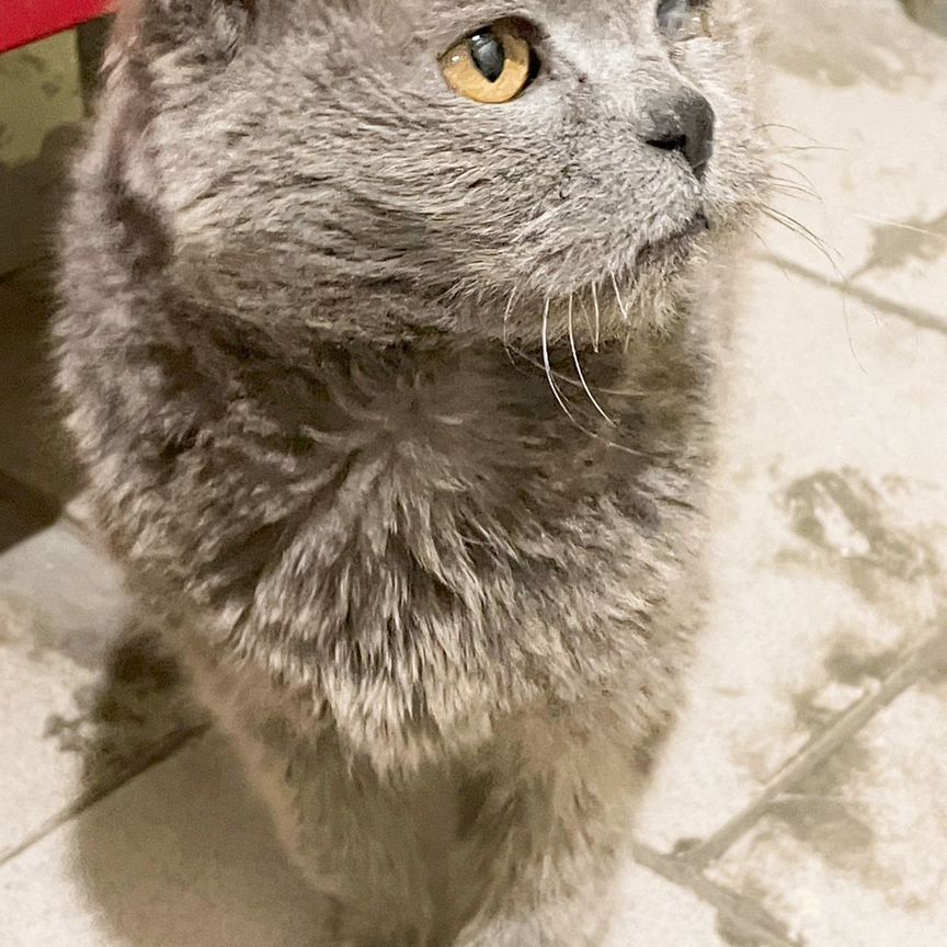 Найдена кошка британка