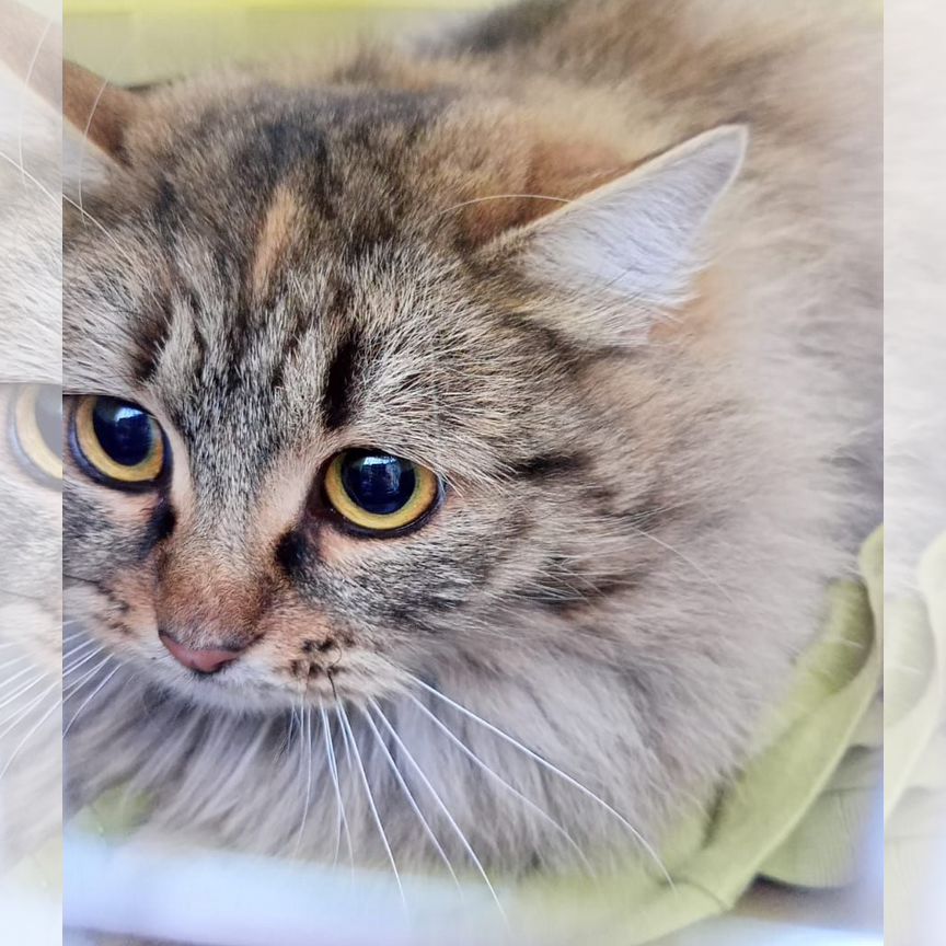 Сибирские пушистые котята-подростки в дар