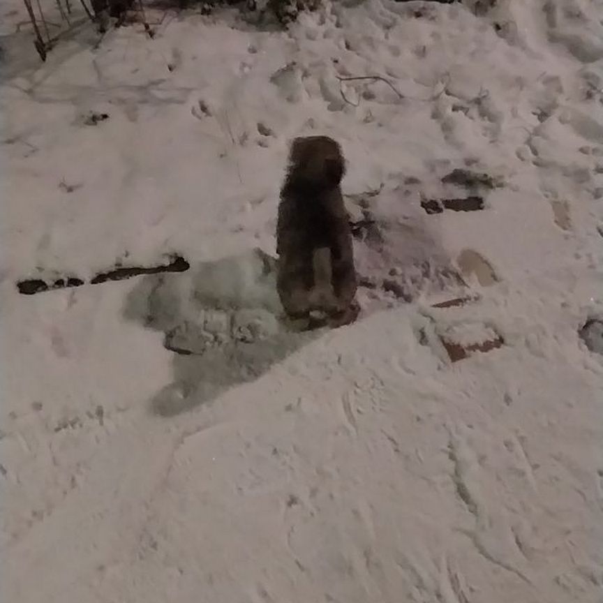 Отдаю щенка
