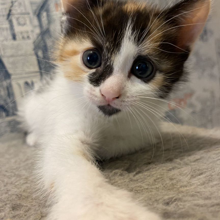 Котята