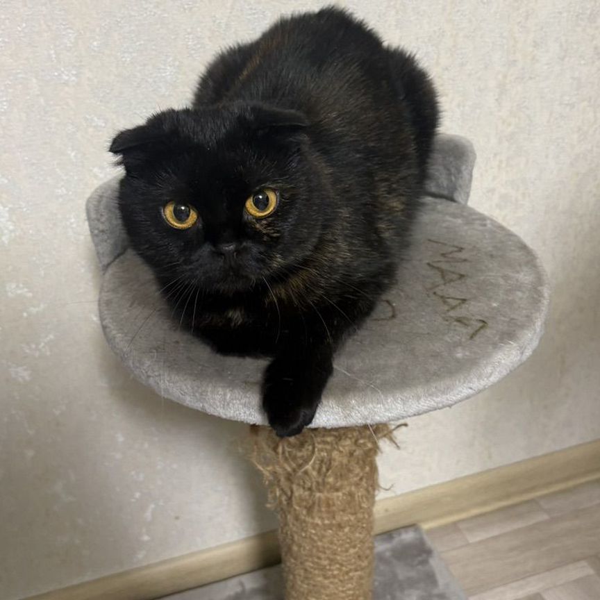 Шотландская вислоухая короткошёрстная кошка, взрослая