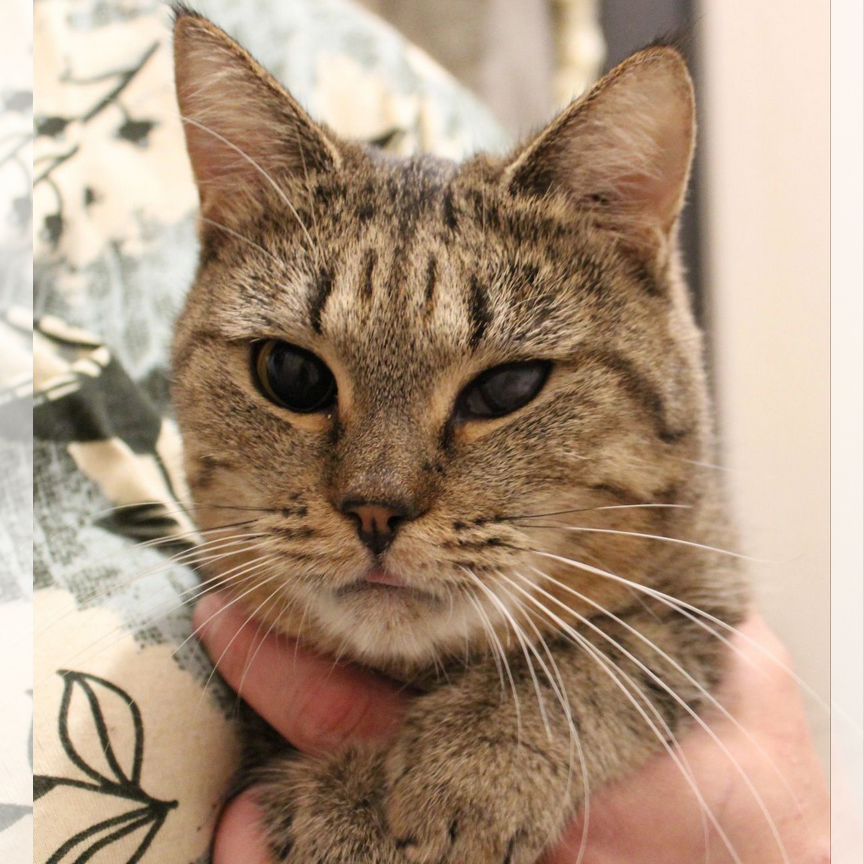 Кошка Липа в добрые руки