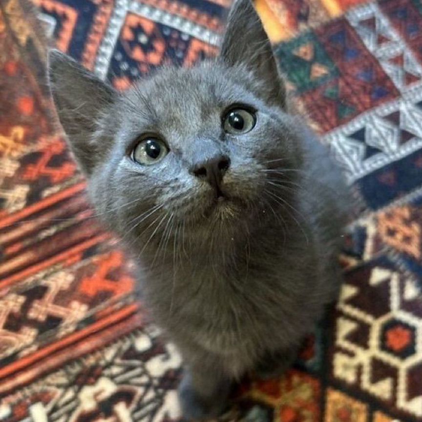 Котёнок в добрые руки