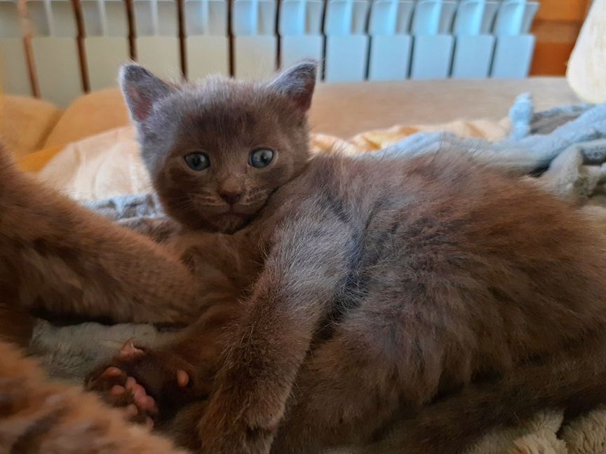 Котёнок в добрые руки