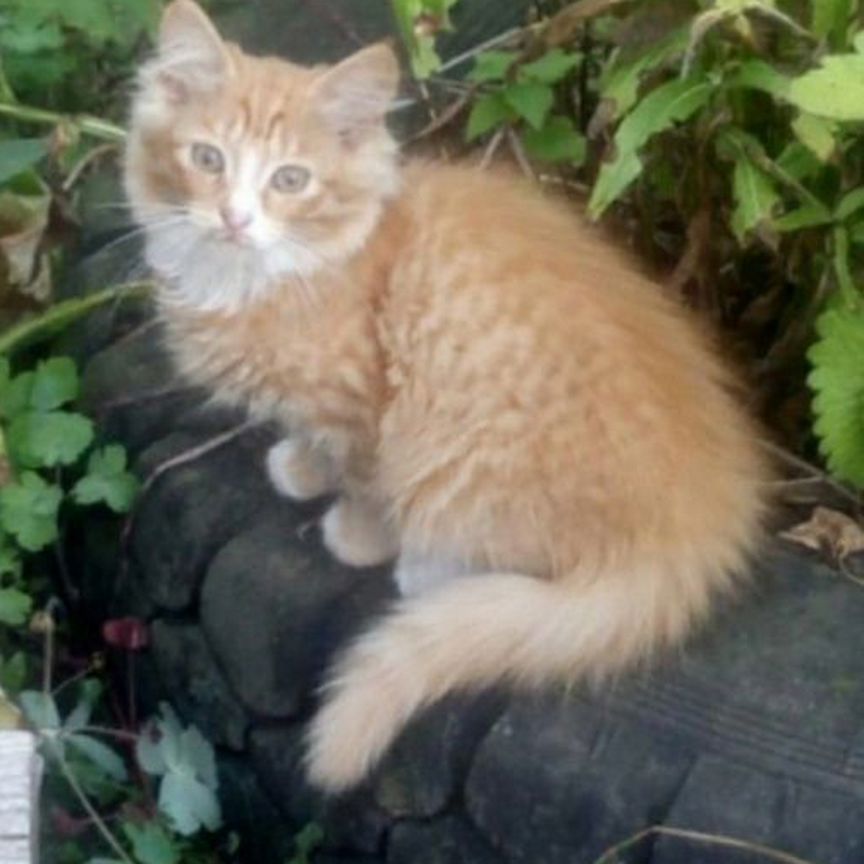 Рыжий котенок