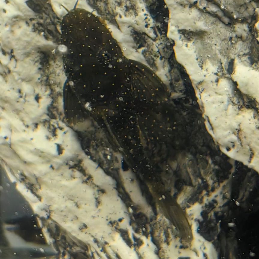 Анцитрус звездчатый