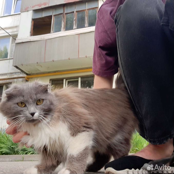 Пушистая вислоушка в добрые руки