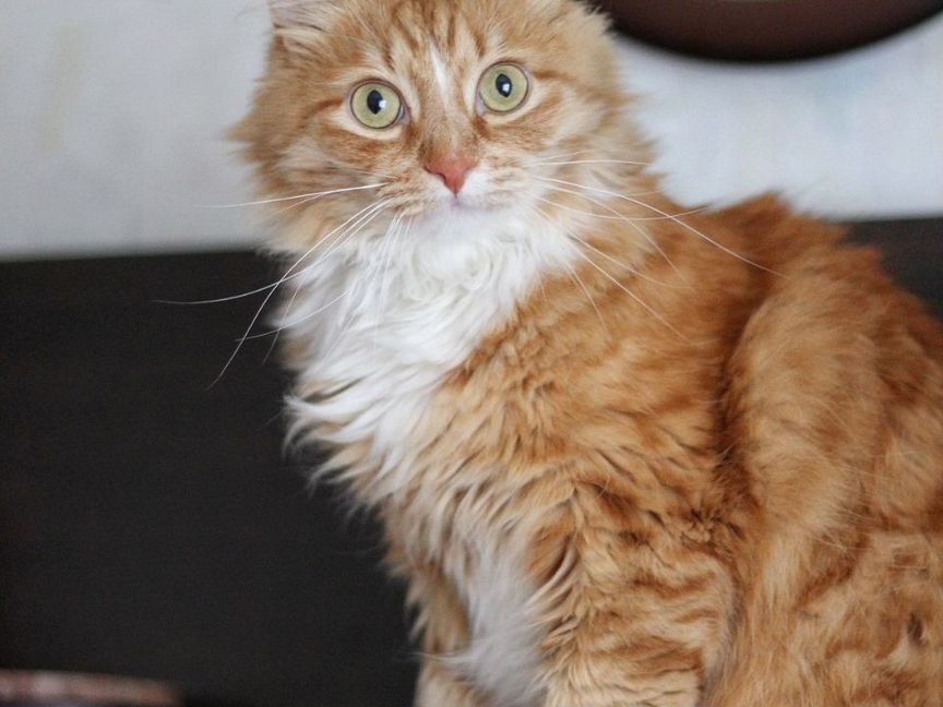 Кот Василь, 5л., бывшедомашний брошенка