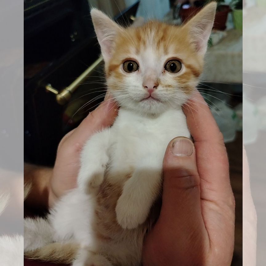 Британский короткошёрстный котёнок