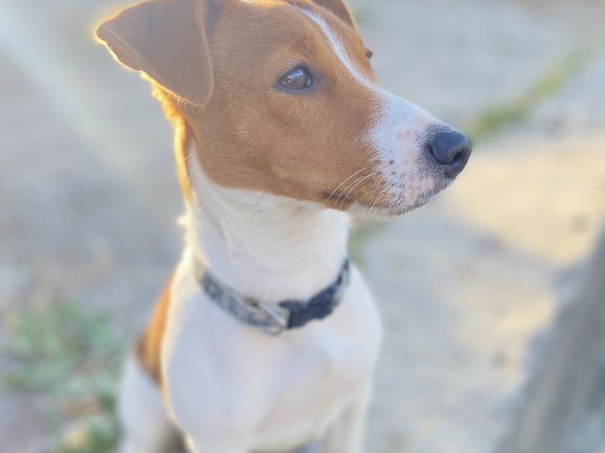 Джек Рассел терьер