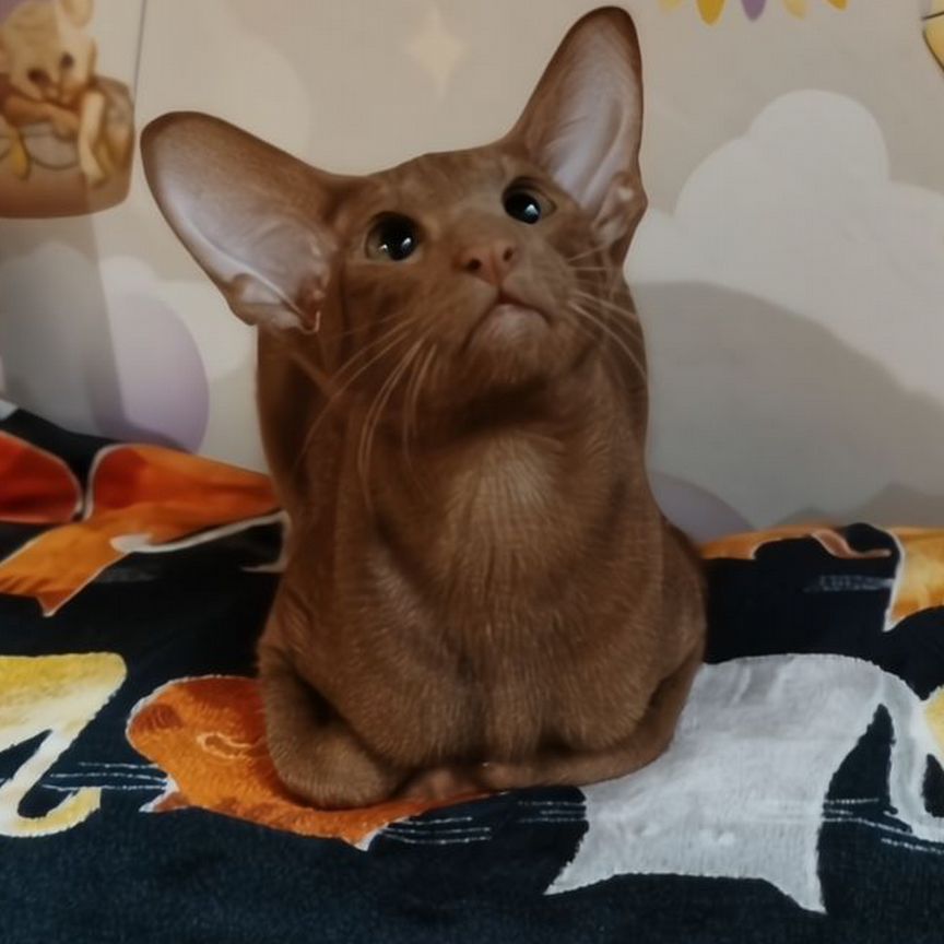 Ориентальный котёнок