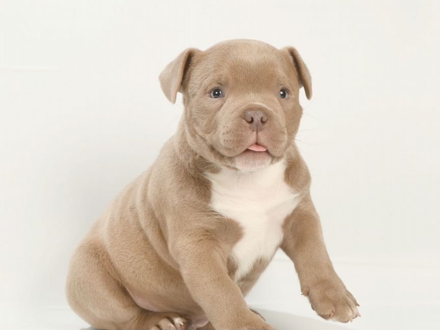 Американский булли микро, 3 мес