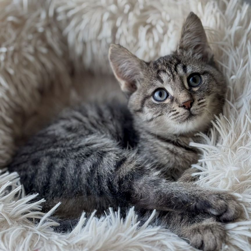 Котенок Педро ищет дом