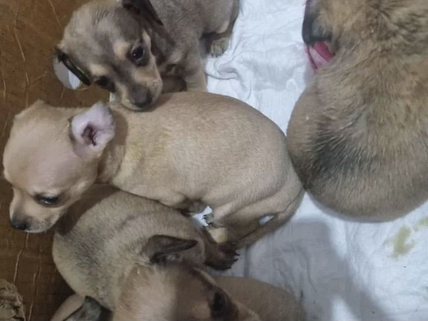 Русский той-терьер