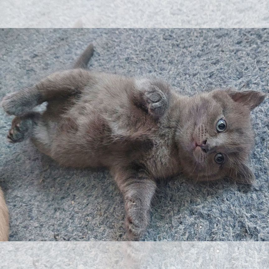 Тайский котёнок