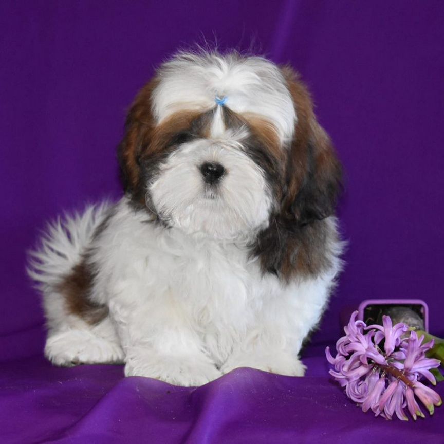 Красотка девочка Ши-тцу