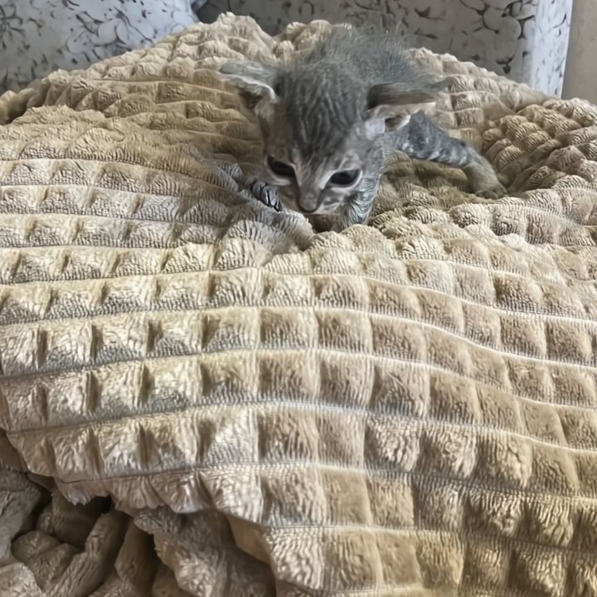 Донской сфинкс котёнок