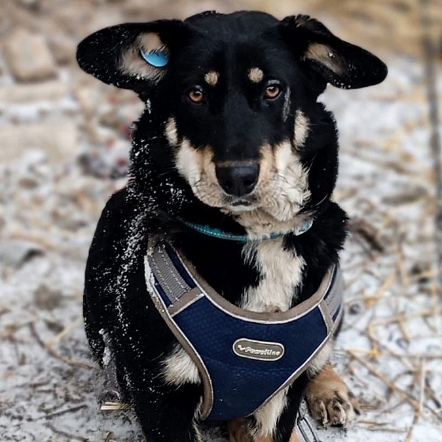 Красивая собачка