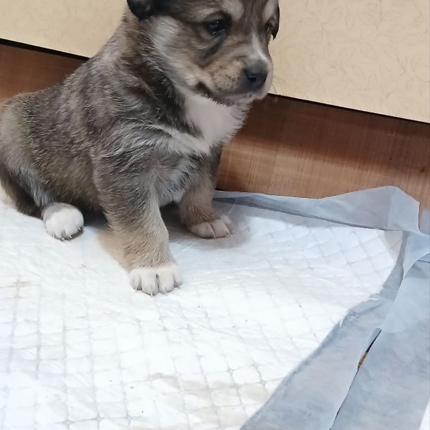 Щенок в добрые руки