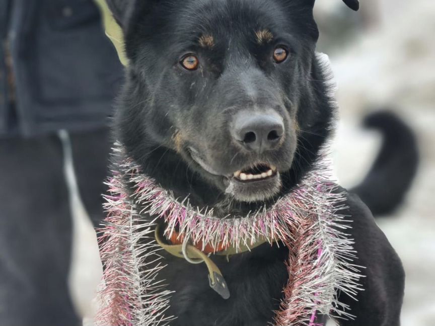 Добродушный пёс Снупи из приюта ищет дом