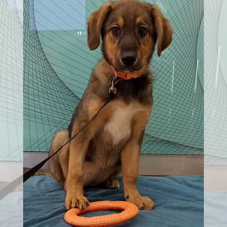 Щенок в добрые руки