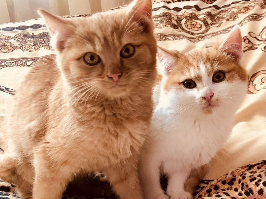 Рыжики / рыжие котята