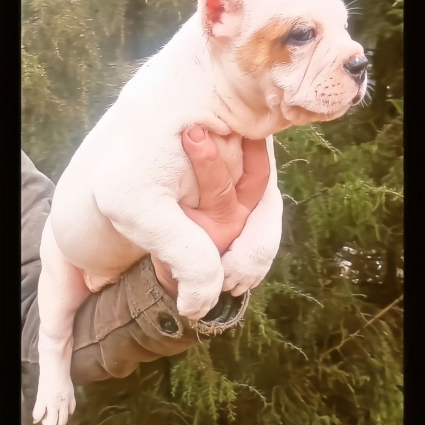 Американский булли, щенок