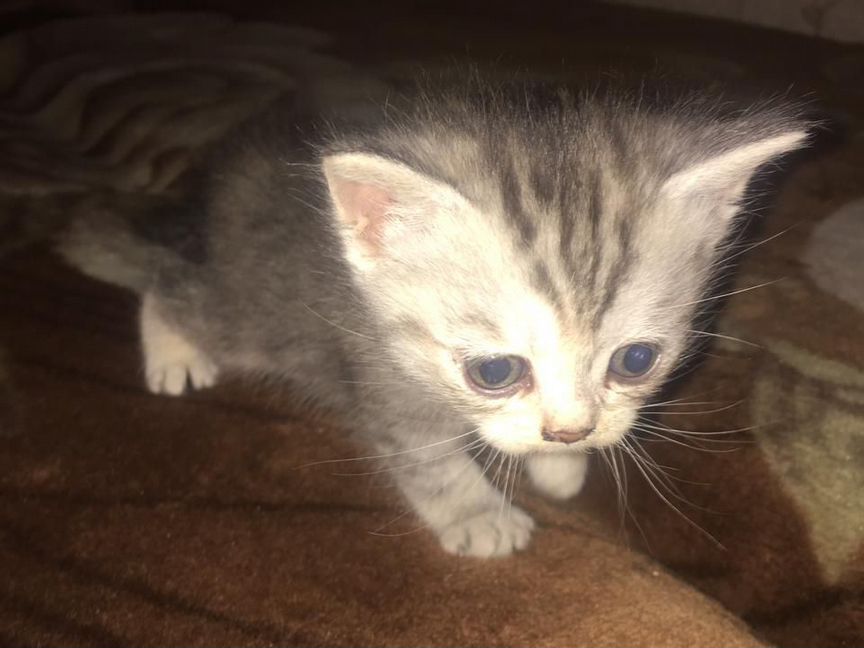 Кошка