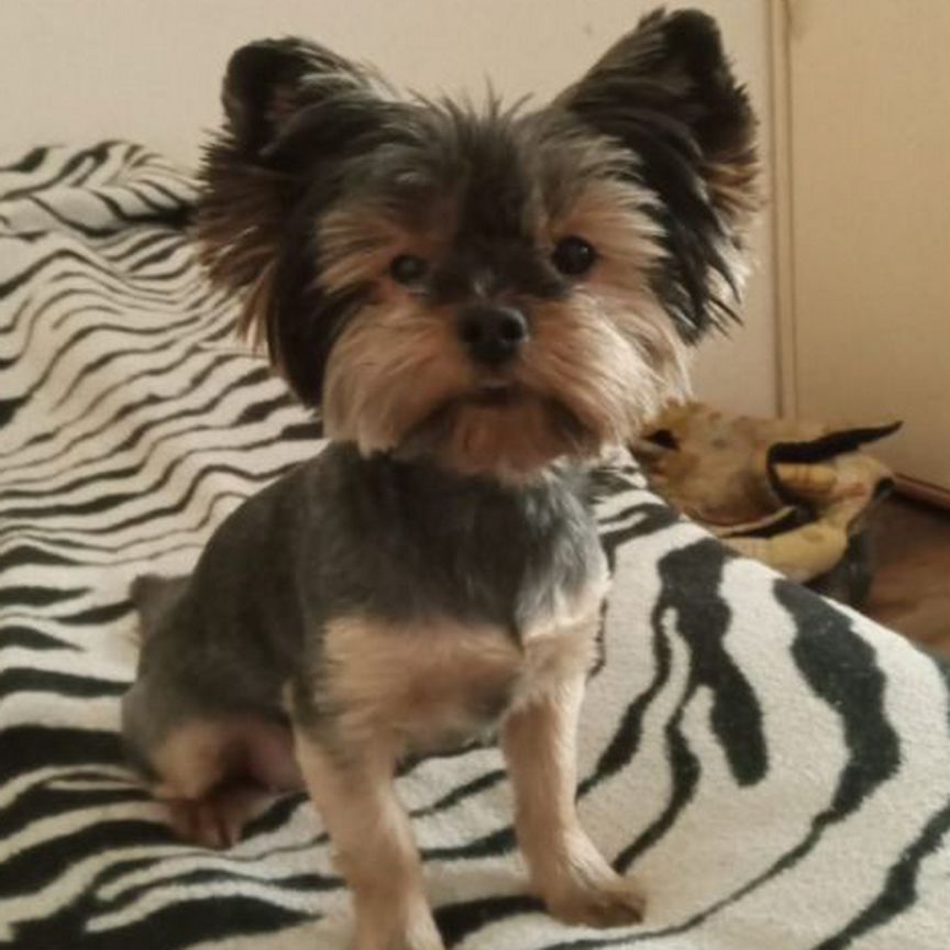 Йоркширский терьер вязка девочка