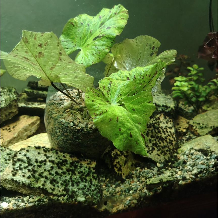 Аквариумное растение нимфея