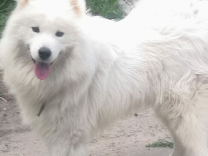Самоедская лайка