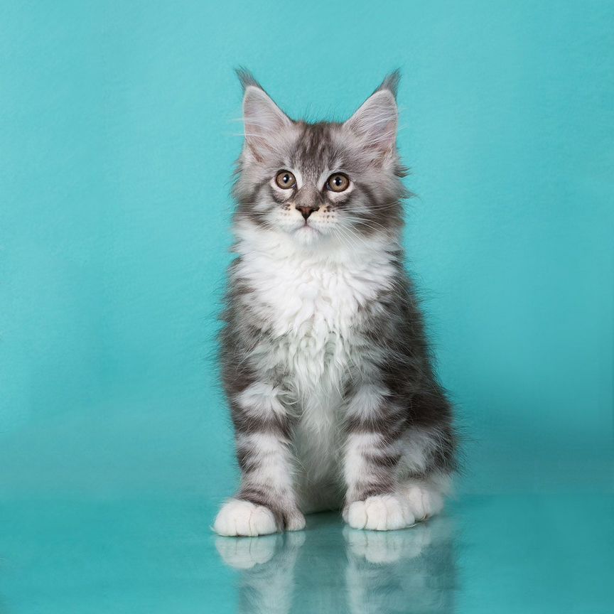 Девочка мейн-кун полидакт