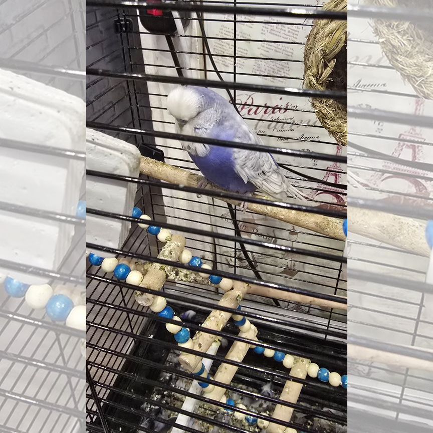 Попугай волнистые выставочный чех