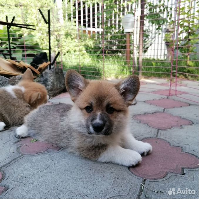 Великолепные корги