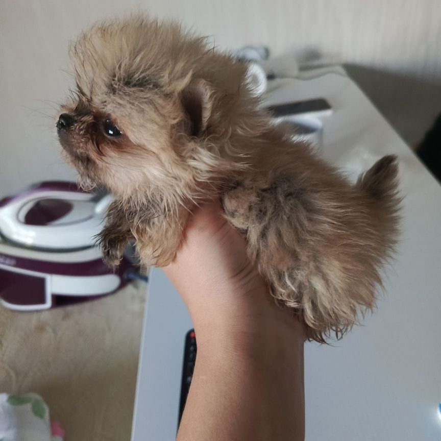 Щенки померанского шпица