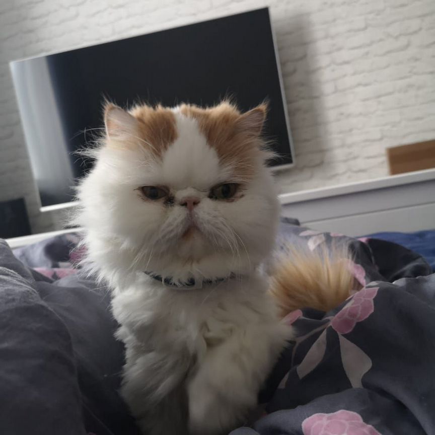 Кот в добрые руки