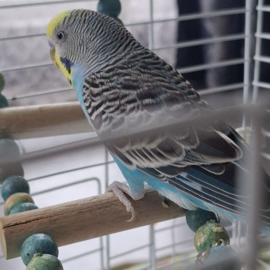 Отдам волнистый попугай