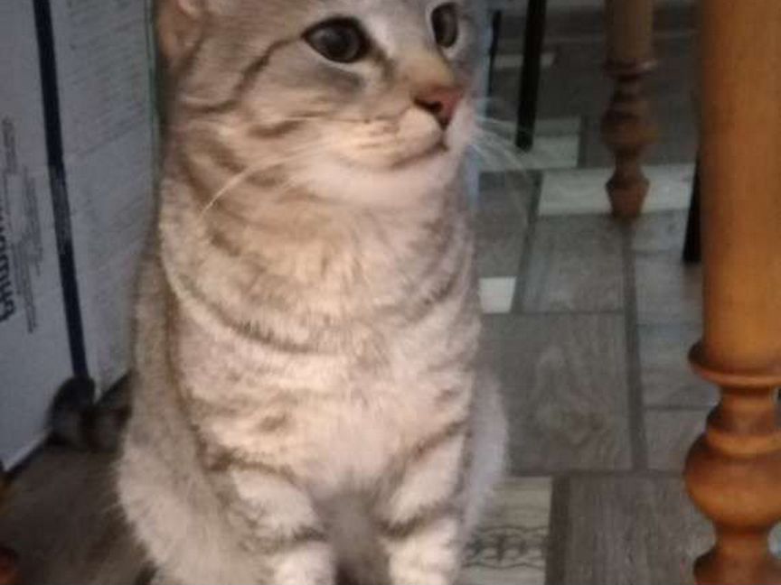 Котик, тигровый серый, молодой