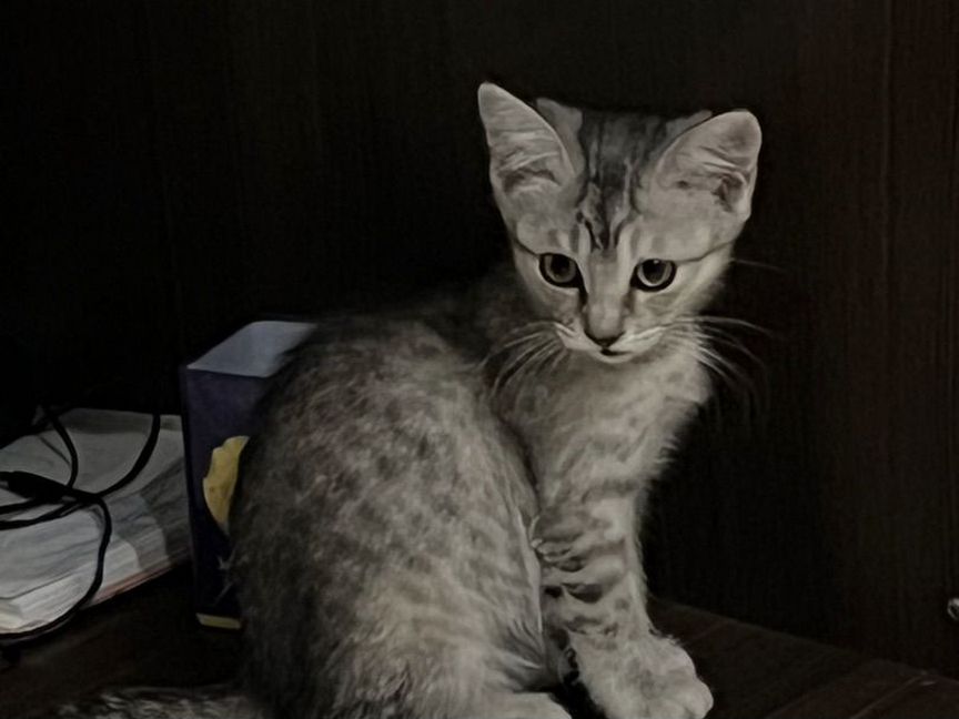 Котята