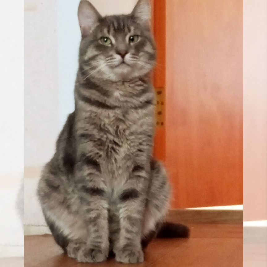 Кота в добрые руки